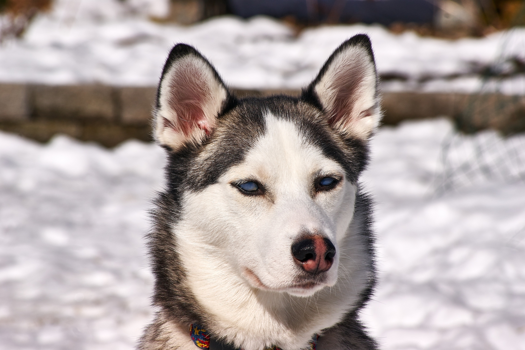 2000x1333 Resolution husky, dog, muzzle 2000x1333 Resolution Wallpaper ...