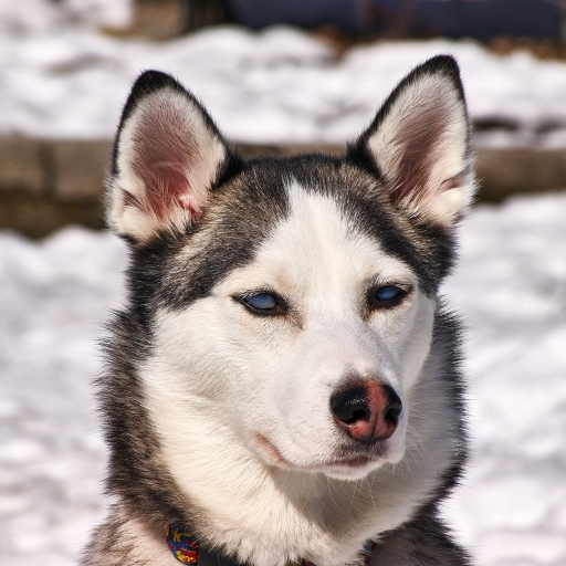 512x512 Resolution husky, dog, muzzle 512x512 Resolution Wallpaper ...