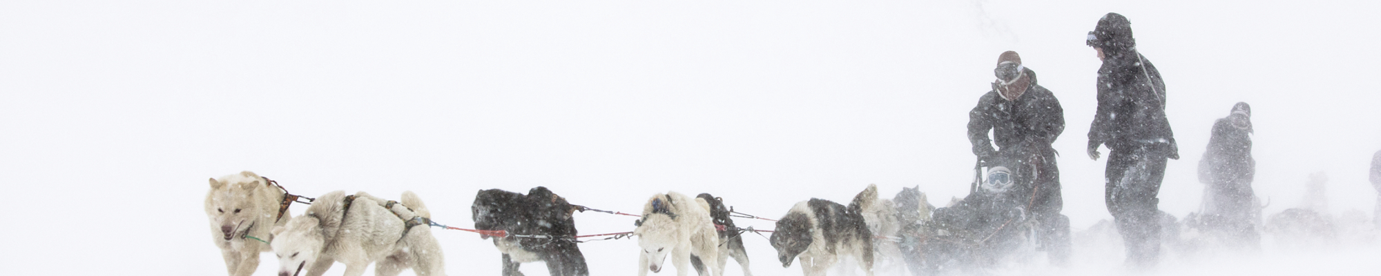 2000x400 Resolution Husky 2000x400 Resolution Wallpaper - Wallpapers Den