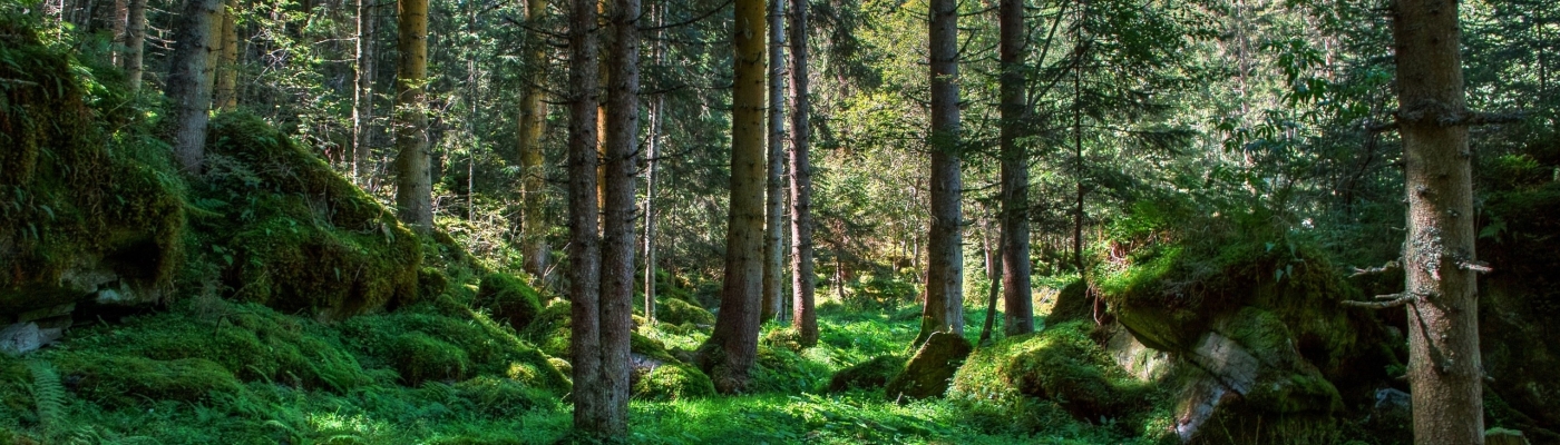 1400x400 international day of the forest, world day of forests, nature ...