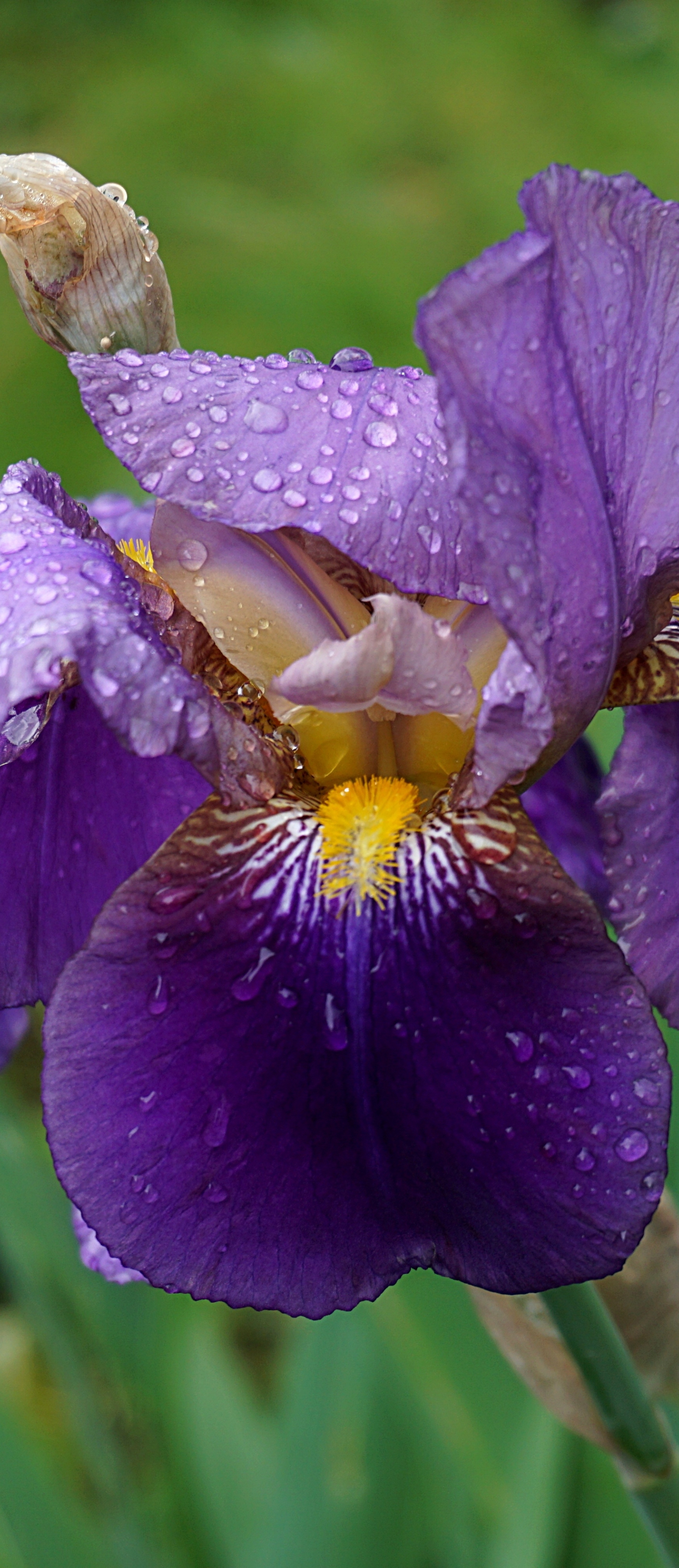 1664x3840 Resolution iris, flower, bud 1664x3840 Resolution Wallpaper ...