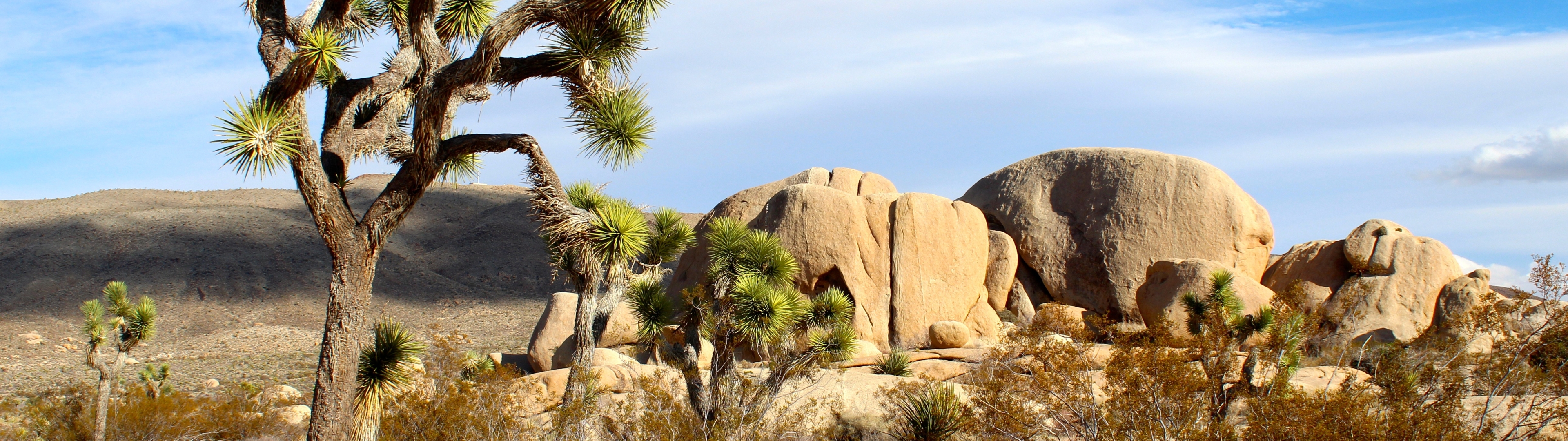 3840x1080 Resolution joshua, national park, mojave 3840x1080 Resolution ...