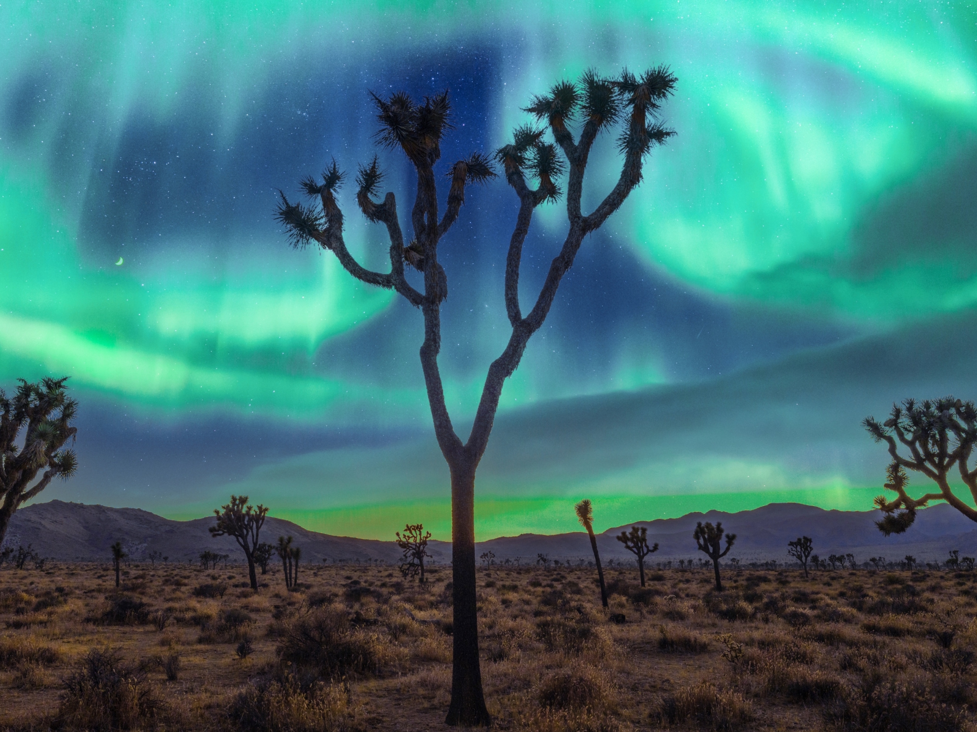 3180x2383 Resolution Joshua Tree National Park 4k Aurora Borealis ...