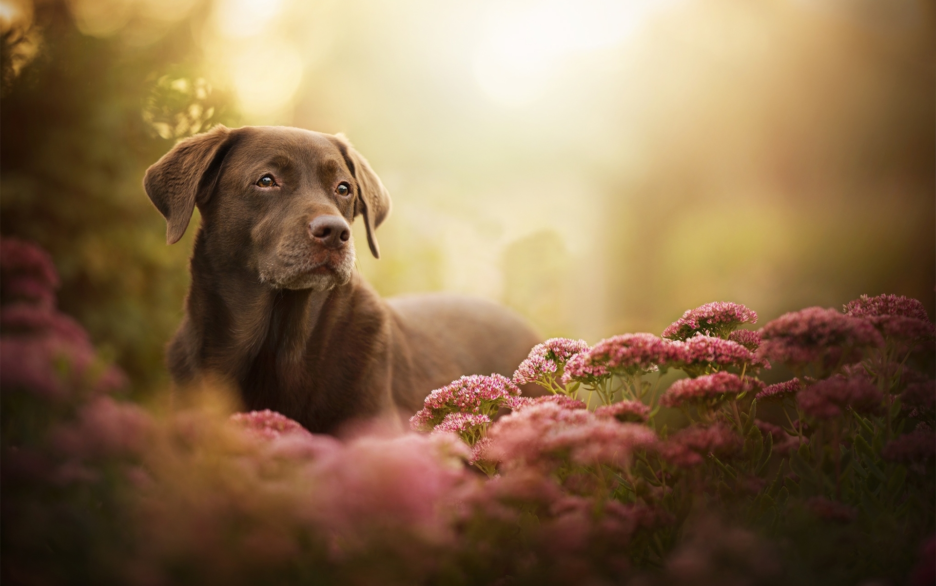 1920x1202 Resolution Labrador Retriever Dog 1920x1202 Resolution ...