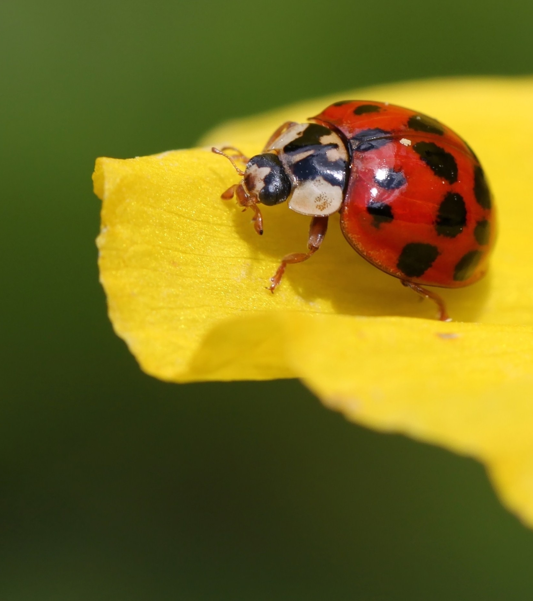 2200x2480 Resolution ladybug, insect, leaf 2200x2480 Resolution ...