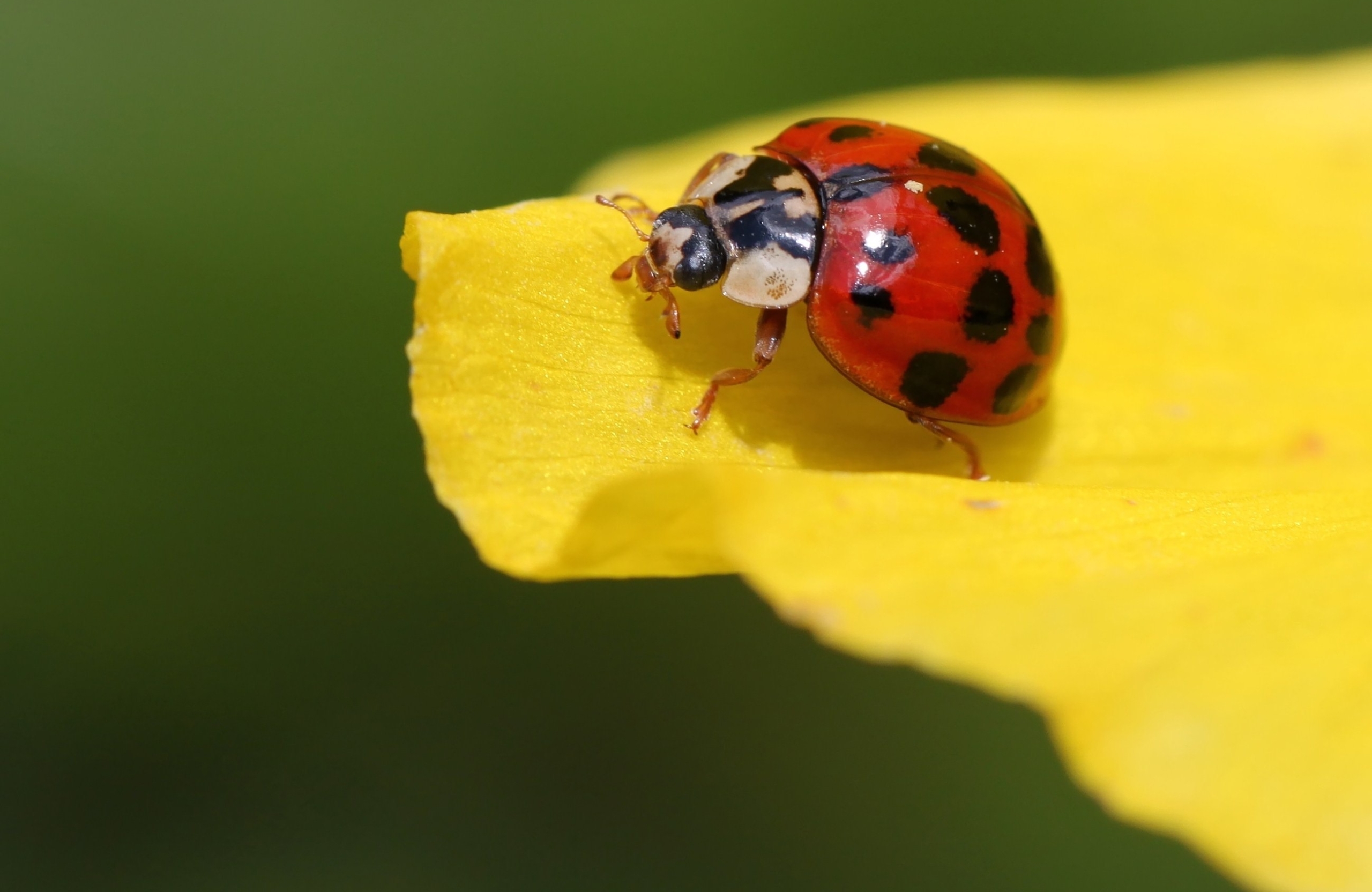 2560x1664 Resolution ladybug, insect, leaf 2560x1664 Resolution ...