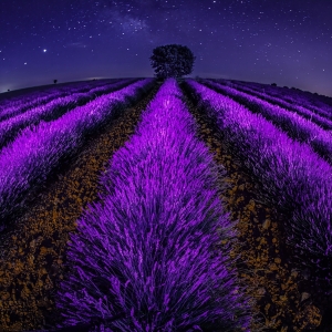 300x300 Resolution Lavender Field at Night 300x300 Resolution Wallpaper ...