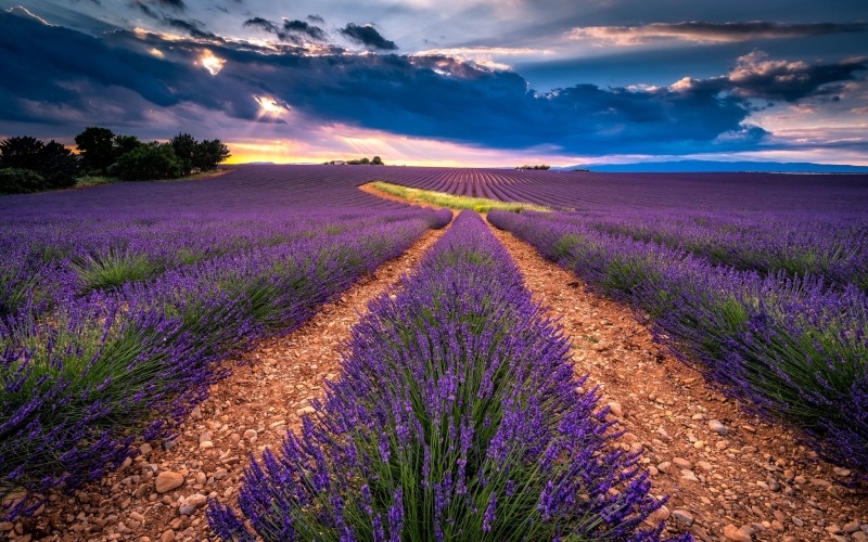 800x500 Resolution Lavender Field HD Sunset 800x500 Resolution ...