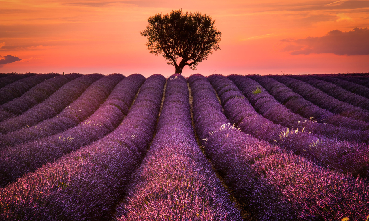 1280x769 Resolution Lavender Field 1280x769 Resolution Wallpaper ...
