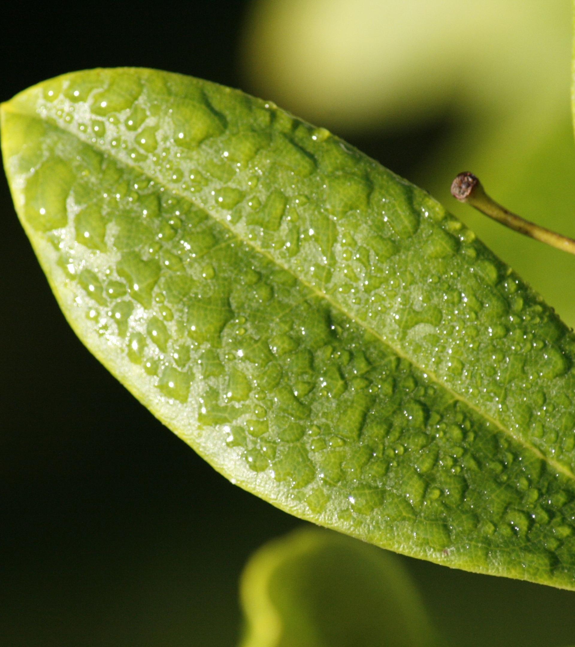 1920x2160 Resolution leaf, drop, dew 1920x2160 Resolution Wallpaper ...