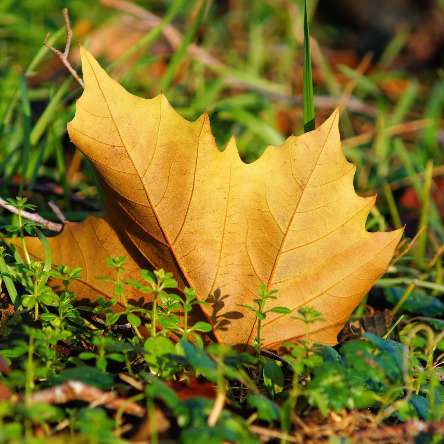 1440x1440 Resolution leaf, maple tree, grass 1440x1440 Resolution ...