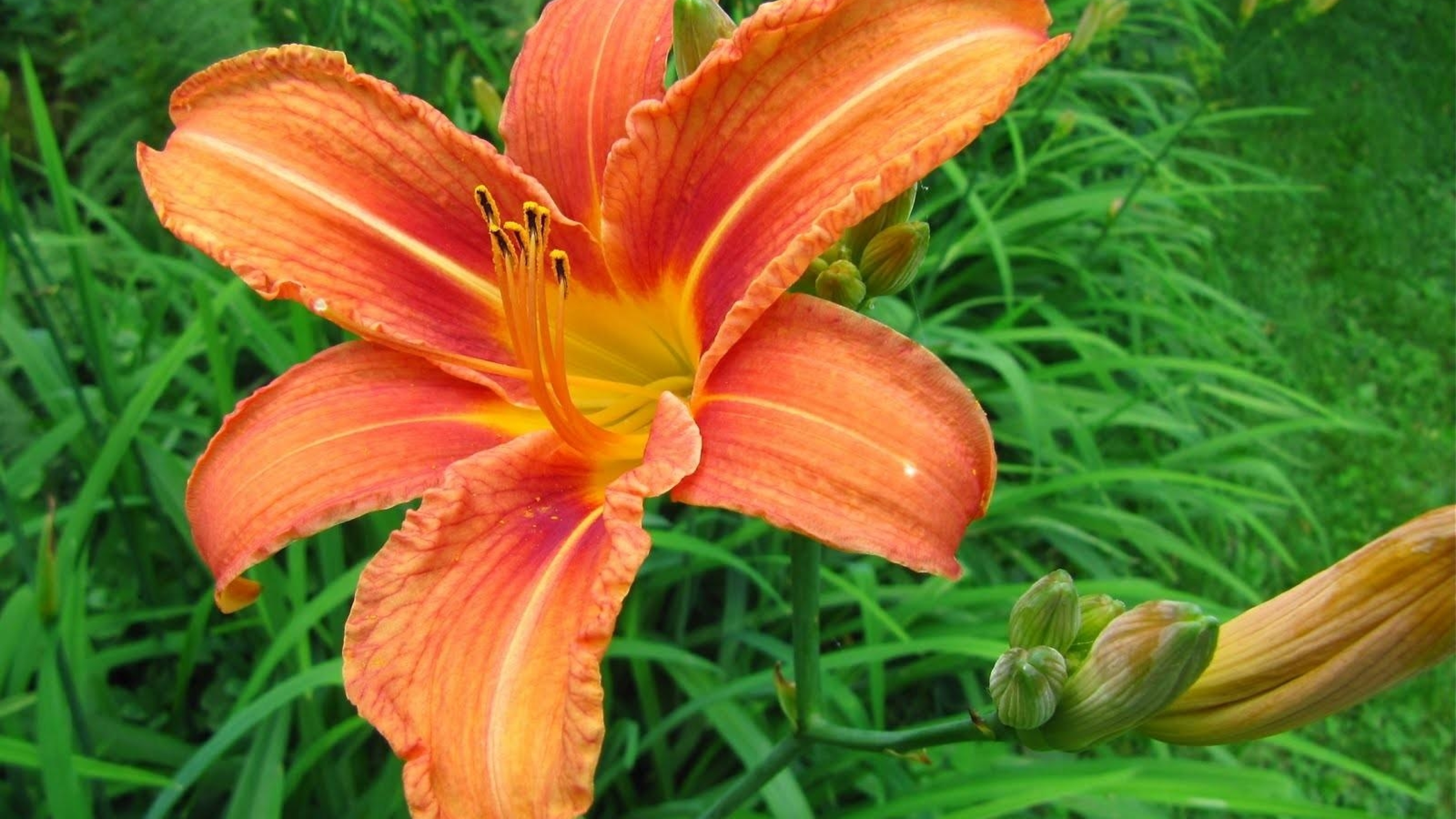 3840x2160 Resolution lily, flower, splayed 4K Wallpaper - Wallpapers Den