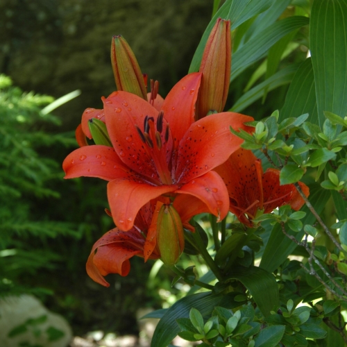 500x500 Resolution lily, flower, stamen 500x500 Resolution Wallpaper ...