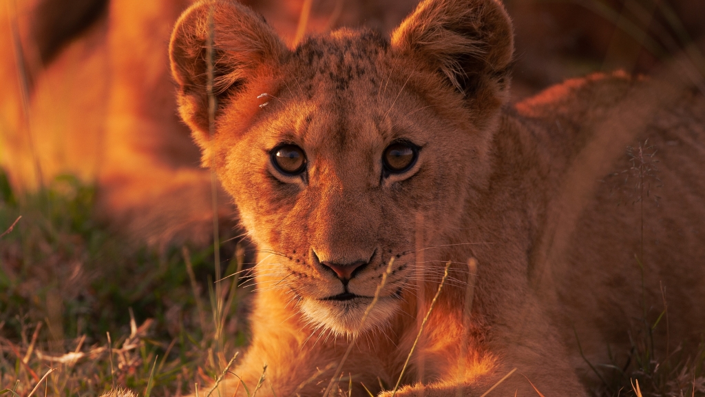 1024x576 Resolution Lion HD Baby Animal 1024x576 Resolution Wallpaper ...