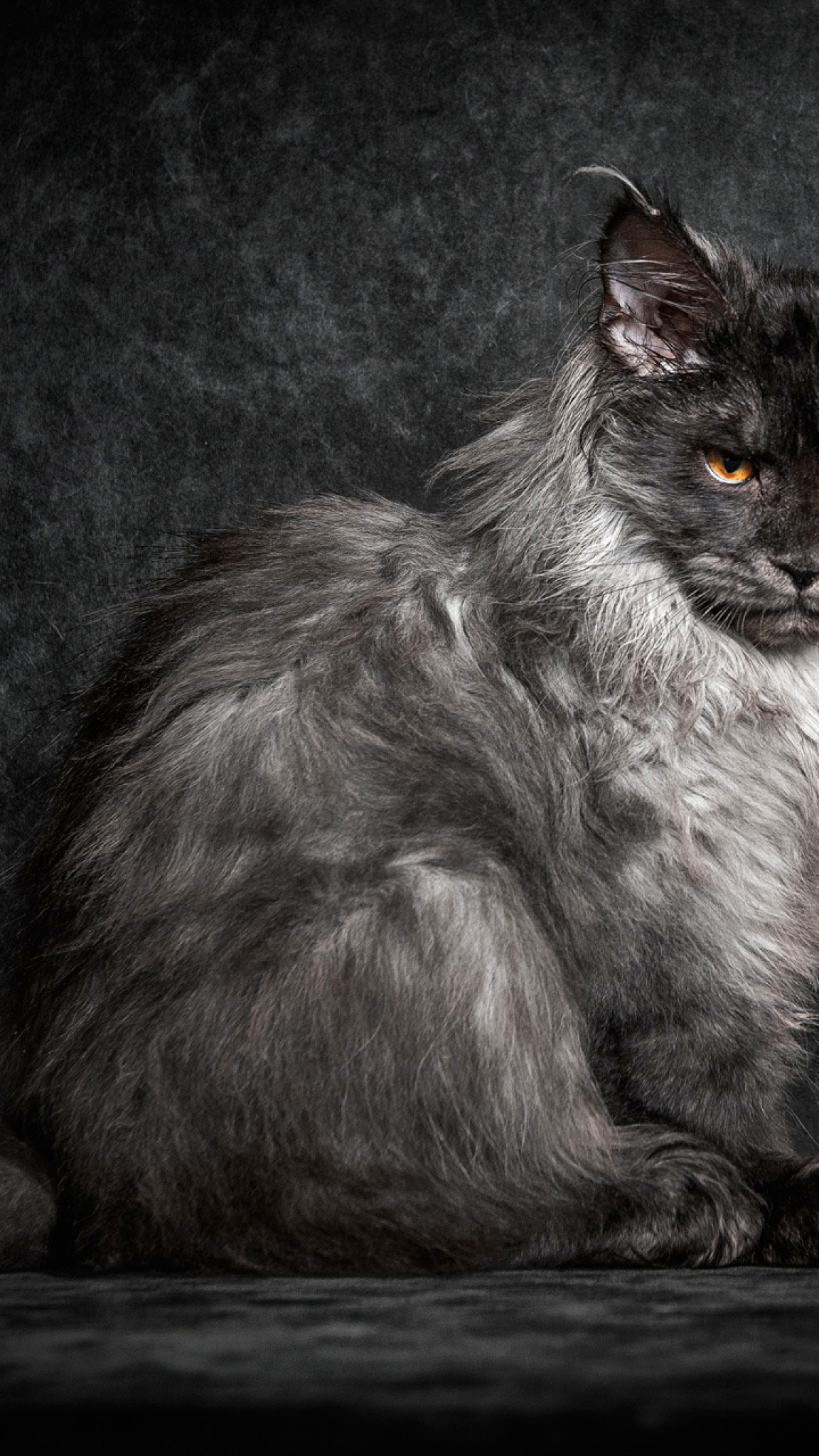 1152x2048 Resolution maine coon, cat, black 1152x2048 Resolution ...