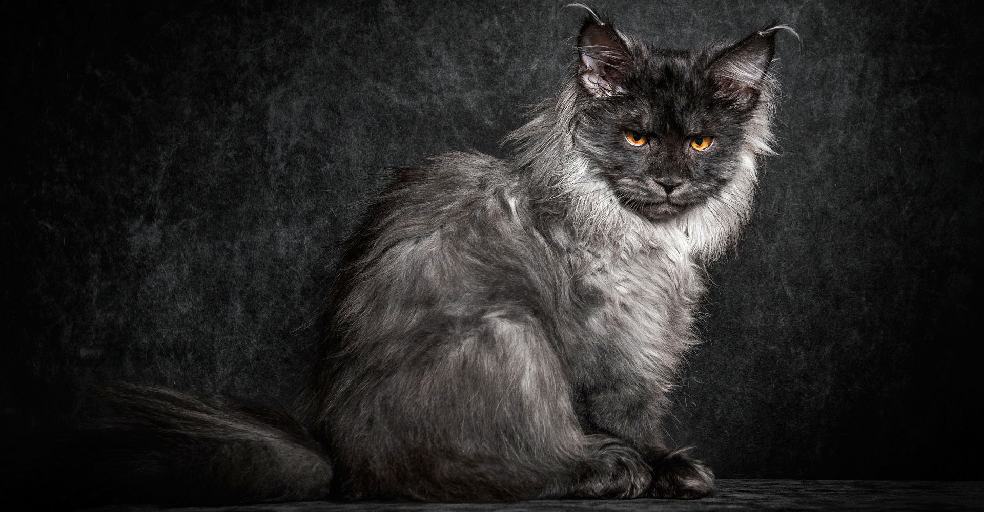 1920x1000 Resolution maine coon, cat, black 1920x1000 Resolution ...