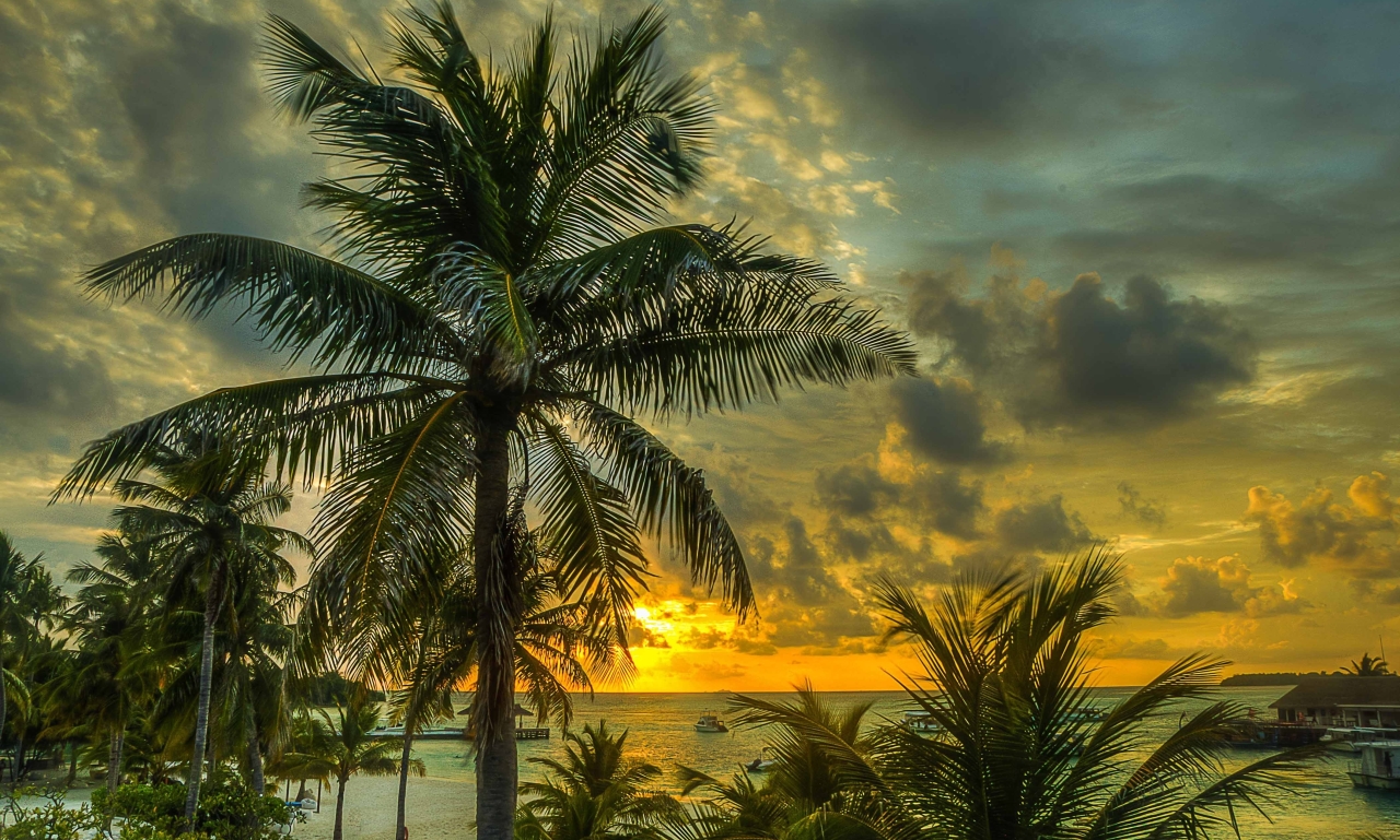 1280x769 Resolution maldives, palms, trees 1280x769 Resolution ...