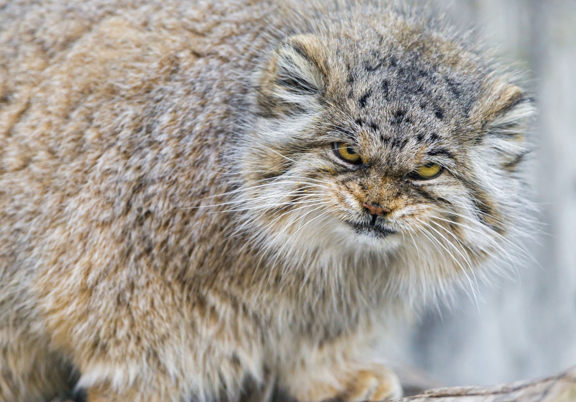 1920x1339 Resolution manul, cat, muzzle 1920x1339 Resolution Wallpaper ...