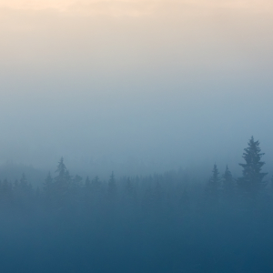 300x300 Resolution Misty Foggy Forest 300x300 Resolution Wallpaper ...