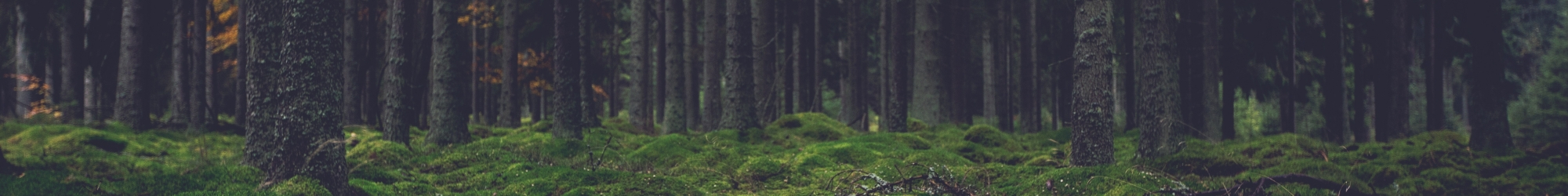 2000x250 Resolution moss, trees, forest 2000x250 Resolution Wallpaper ...