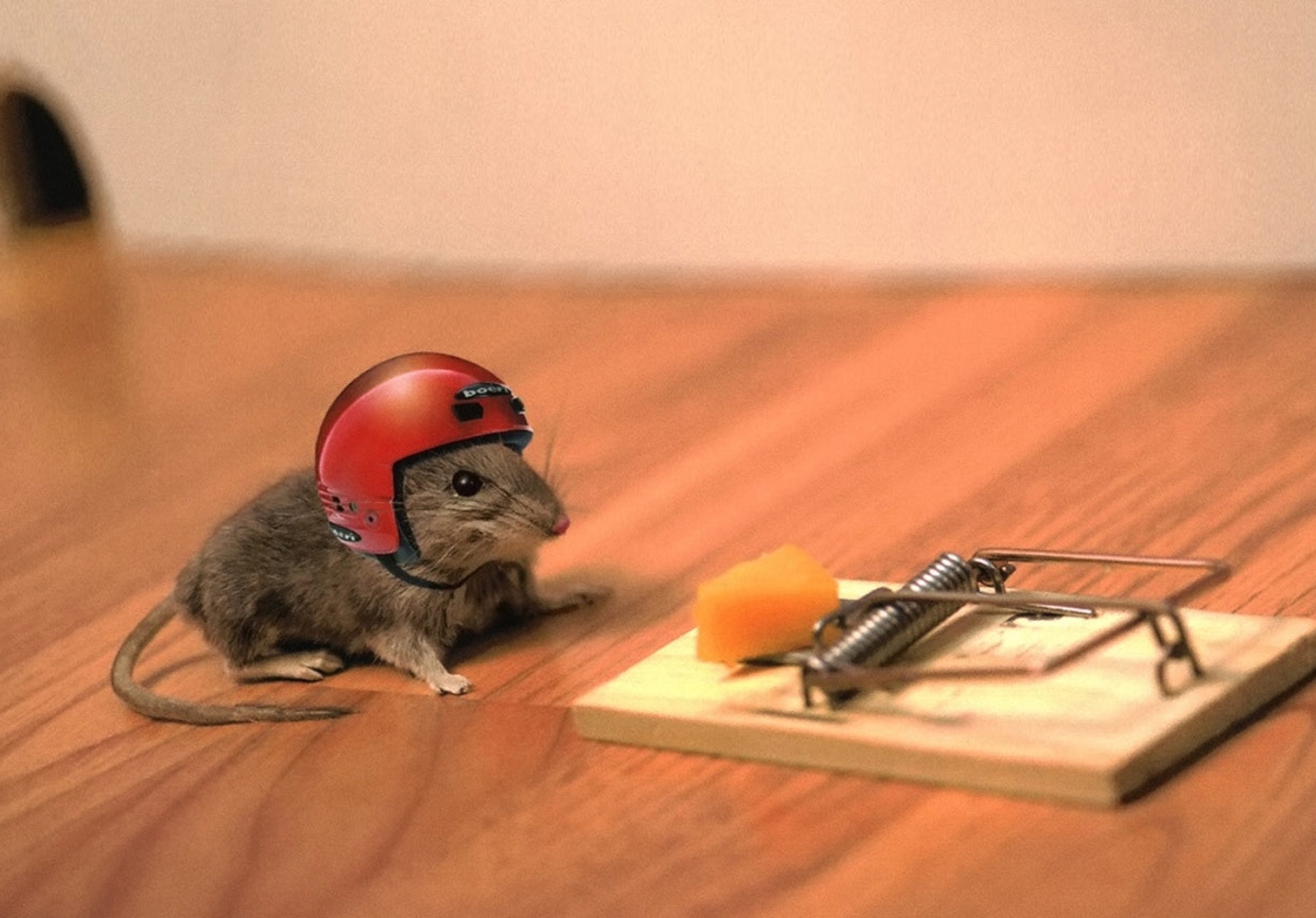 1920x1339 Resolution mouse, cheese, mouse trap 1920x1339 Resolution ...