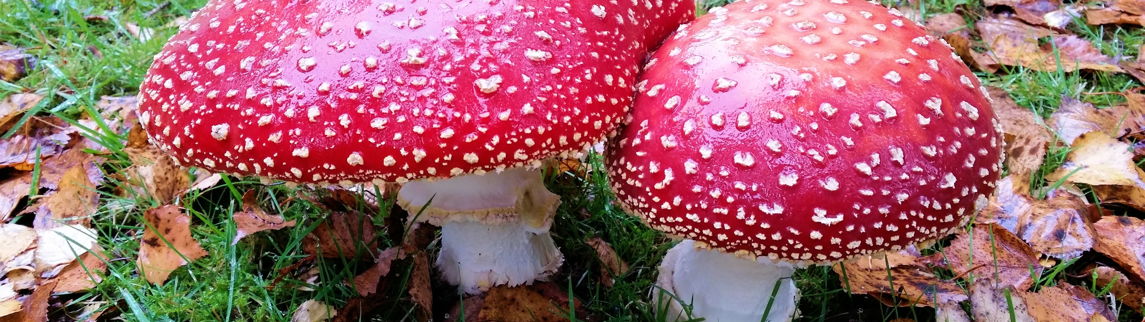 3840x1080 Resolution mushrooms, toadstools, poisonous 3840x1080 ...