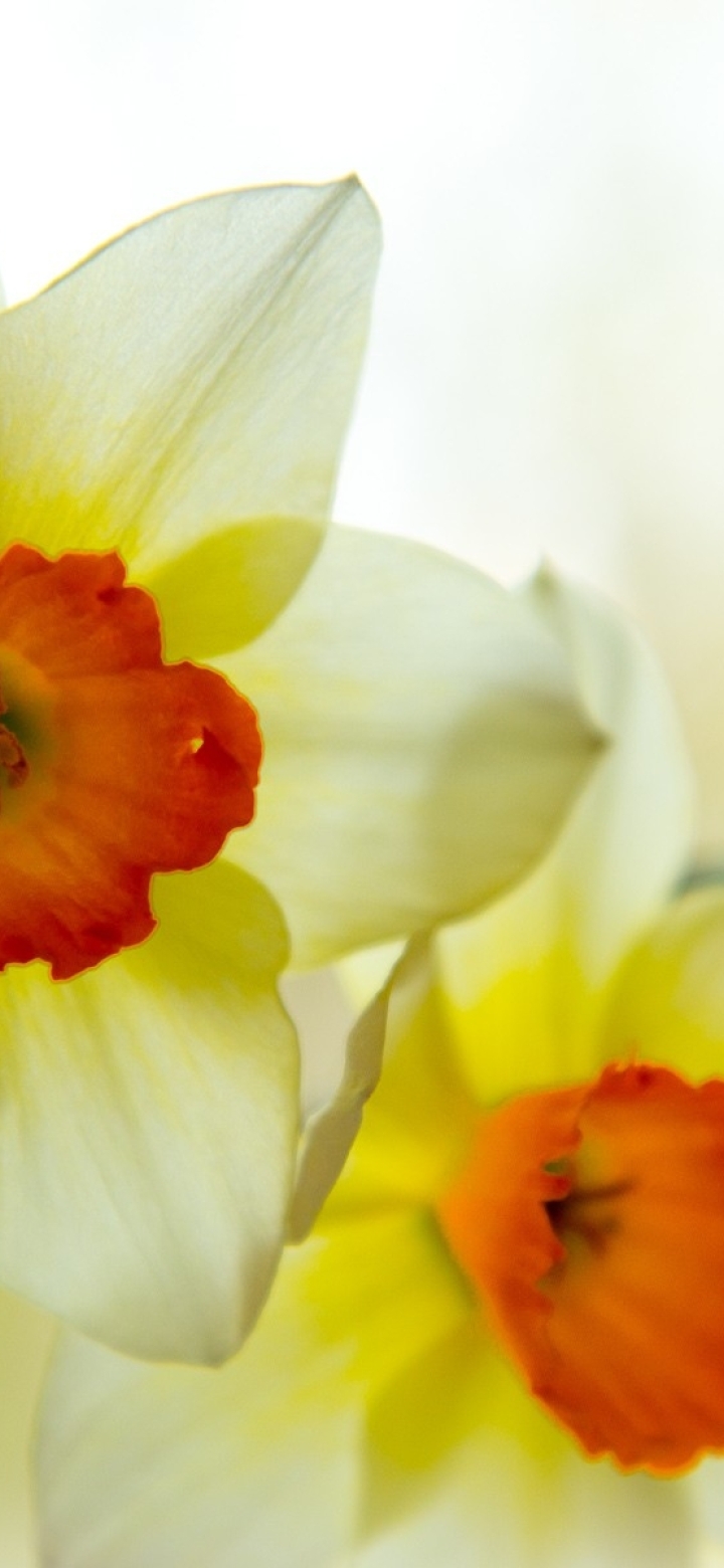 720x1560 Resolution narcissus, flower, petals 720x1560 Resolution ...