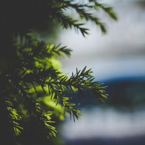 512x512 Resolution needles, spruce, branch 512x512 Resolution Wallpaper ...