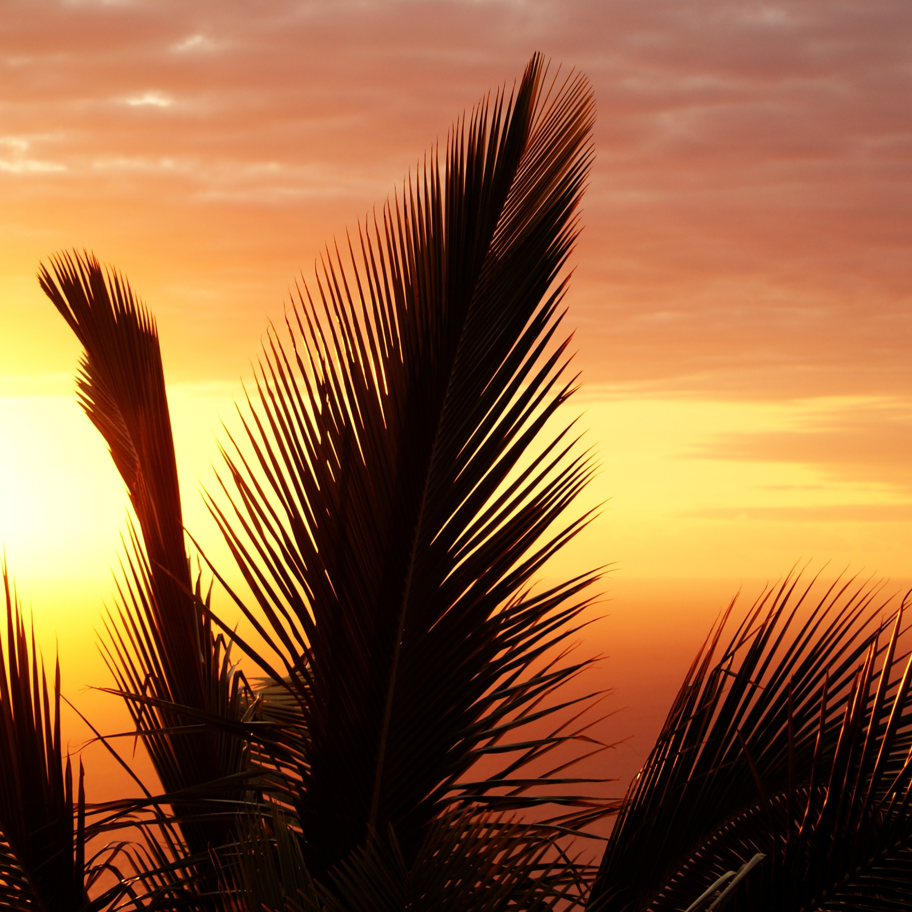 3000x3000 Resolution palm tree, branch, sunset 3000x3000 Resolution ...
