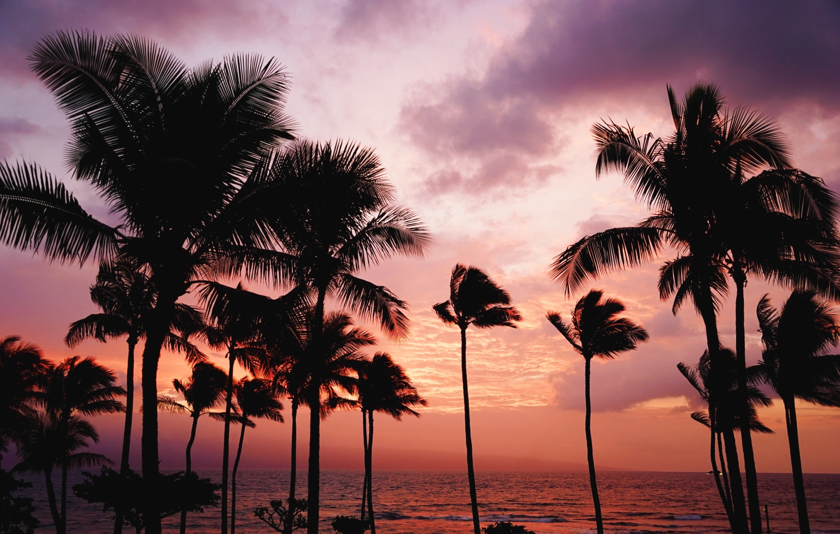 1650x1050 Resolution palm trees, sunset, sea 1650x1050 Resolution ...