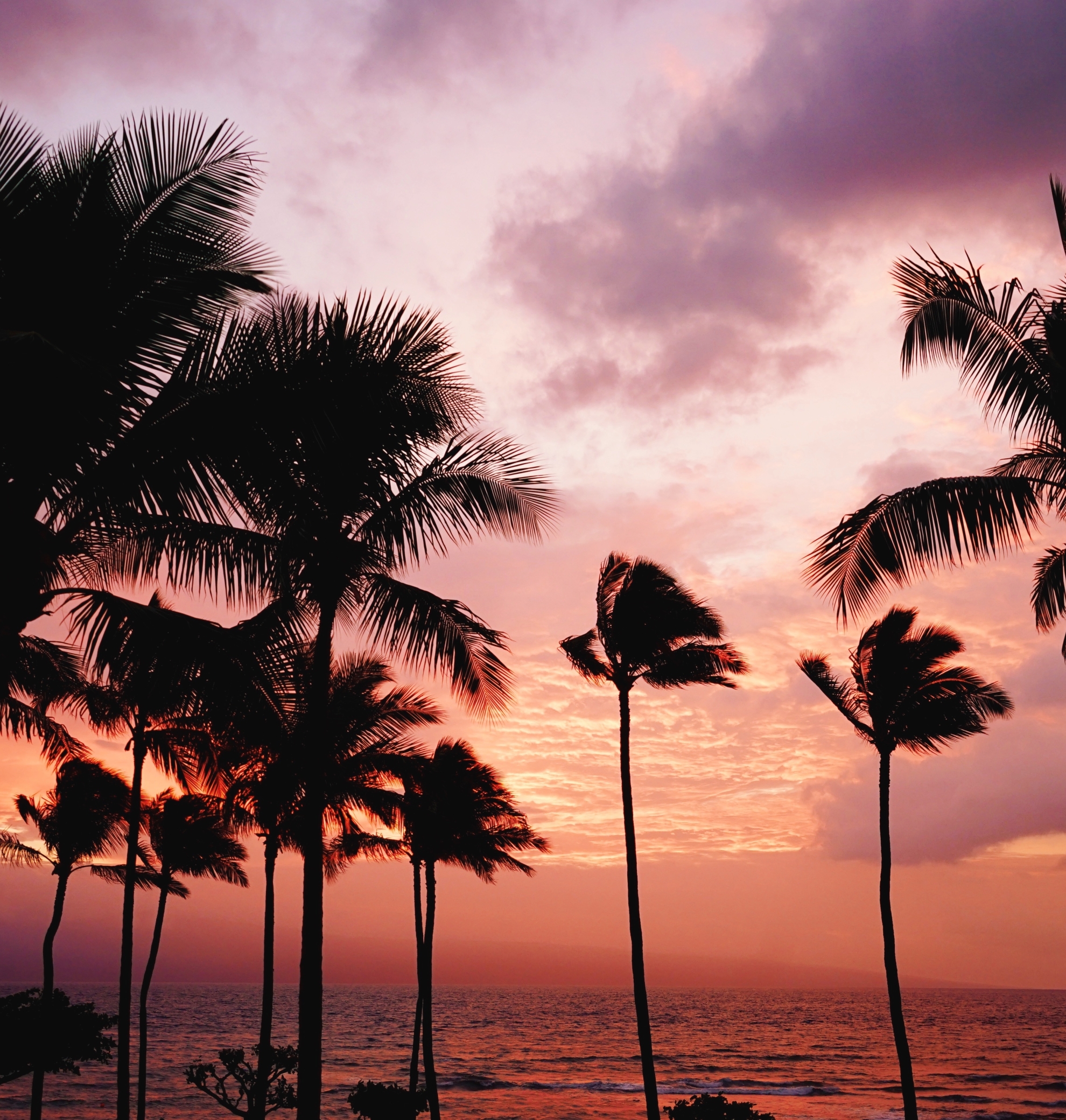 1980x2080 Resolution palm trees, sunset, sea 1980x2080 Resolution ...