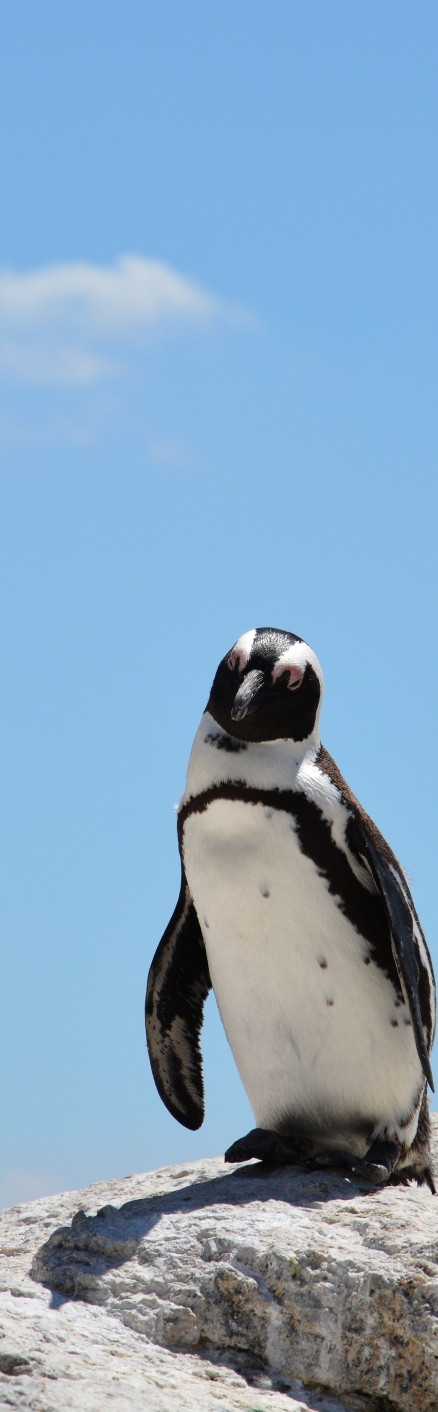 900x2900 Resolution penguin, rocks, sky 900x2900 Resolution Wallpaper ...