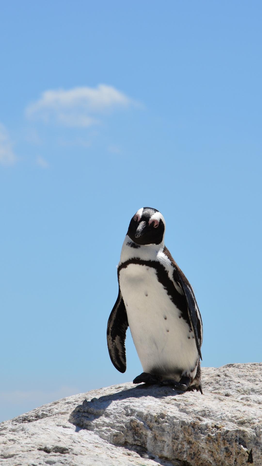 1081x1920 Resolution penguin, rocks, sky 1081x1920 Resolution Wallpaper ...