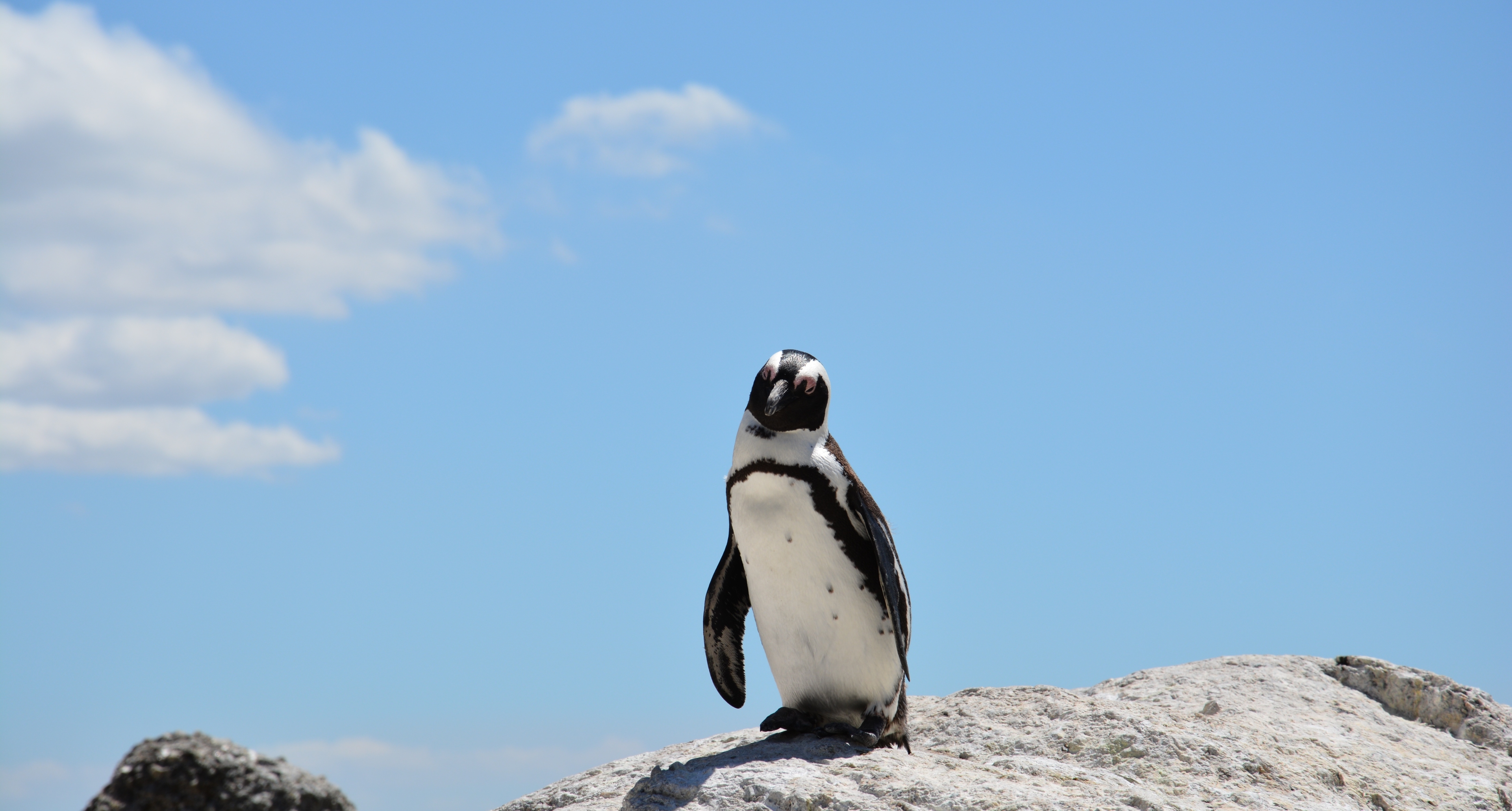 3840x2060 Resolution penguin, rocks, sky 3840x2060 Resolution Wallpaper ...