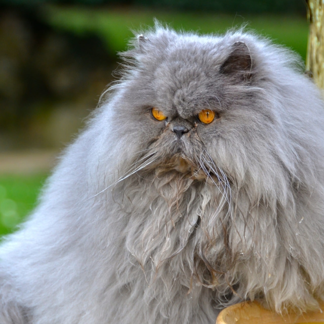 1280x1280 Resolution persian cat, cat, furry 1280x1280 Resolution ...