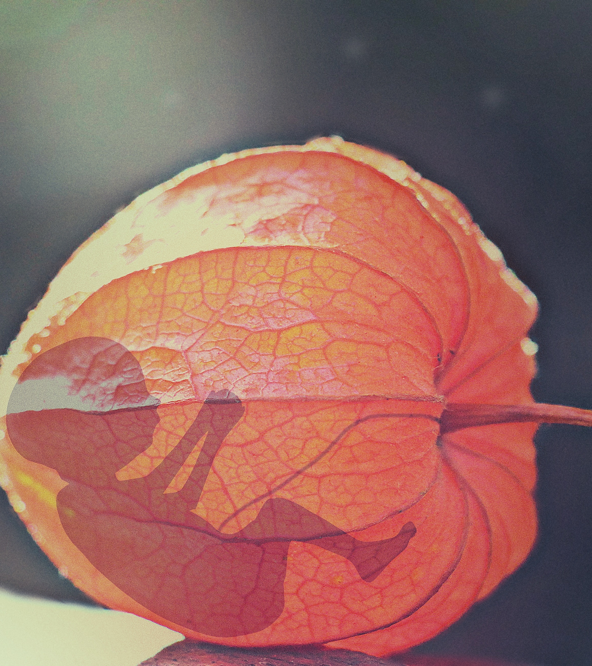 1920x2160 Resolution physalis, flower, bud 1920x2160 Resolution ...