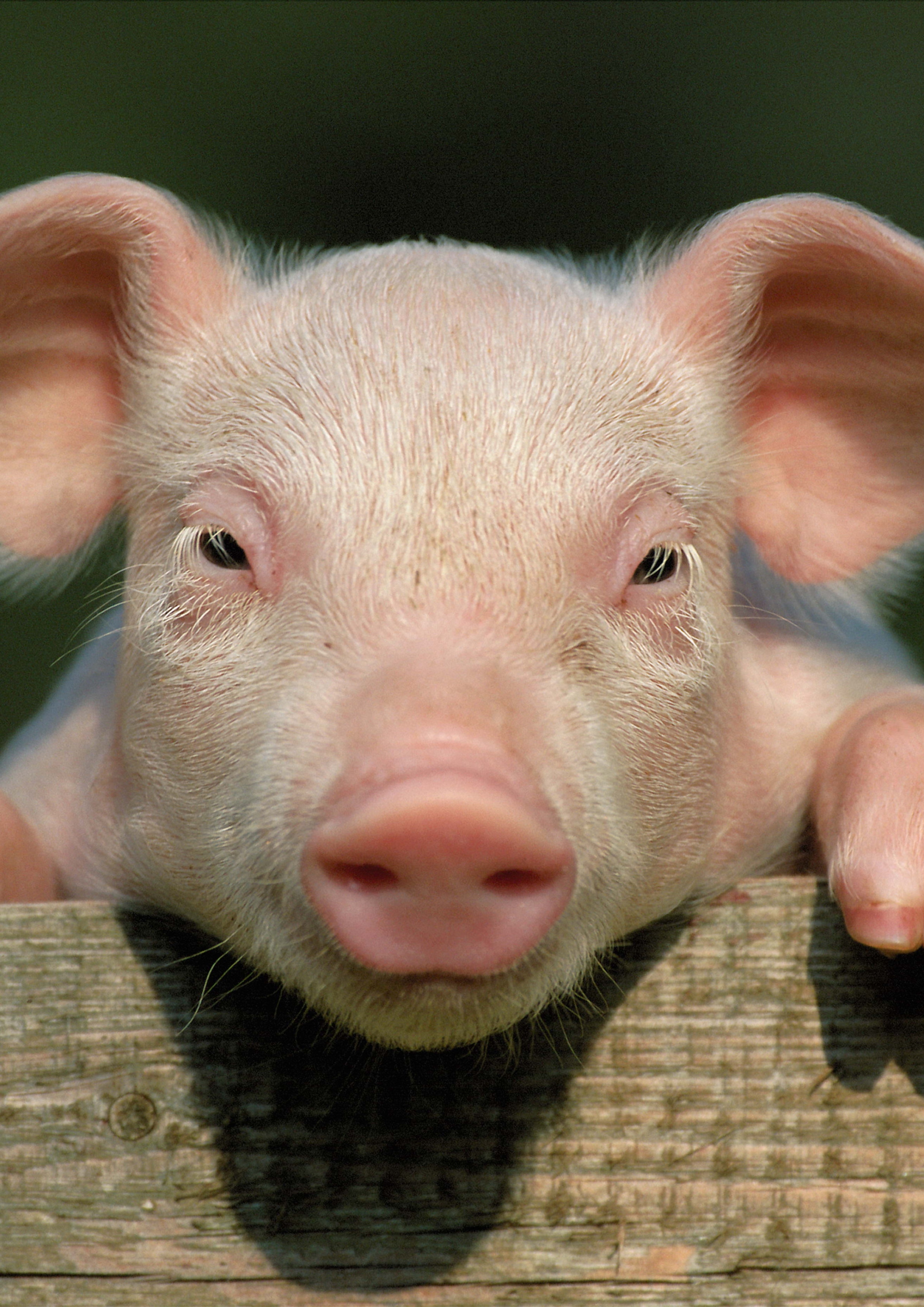 2480x3508 Resolution pig, little pig, countryside 2480x3508 Resolution ...