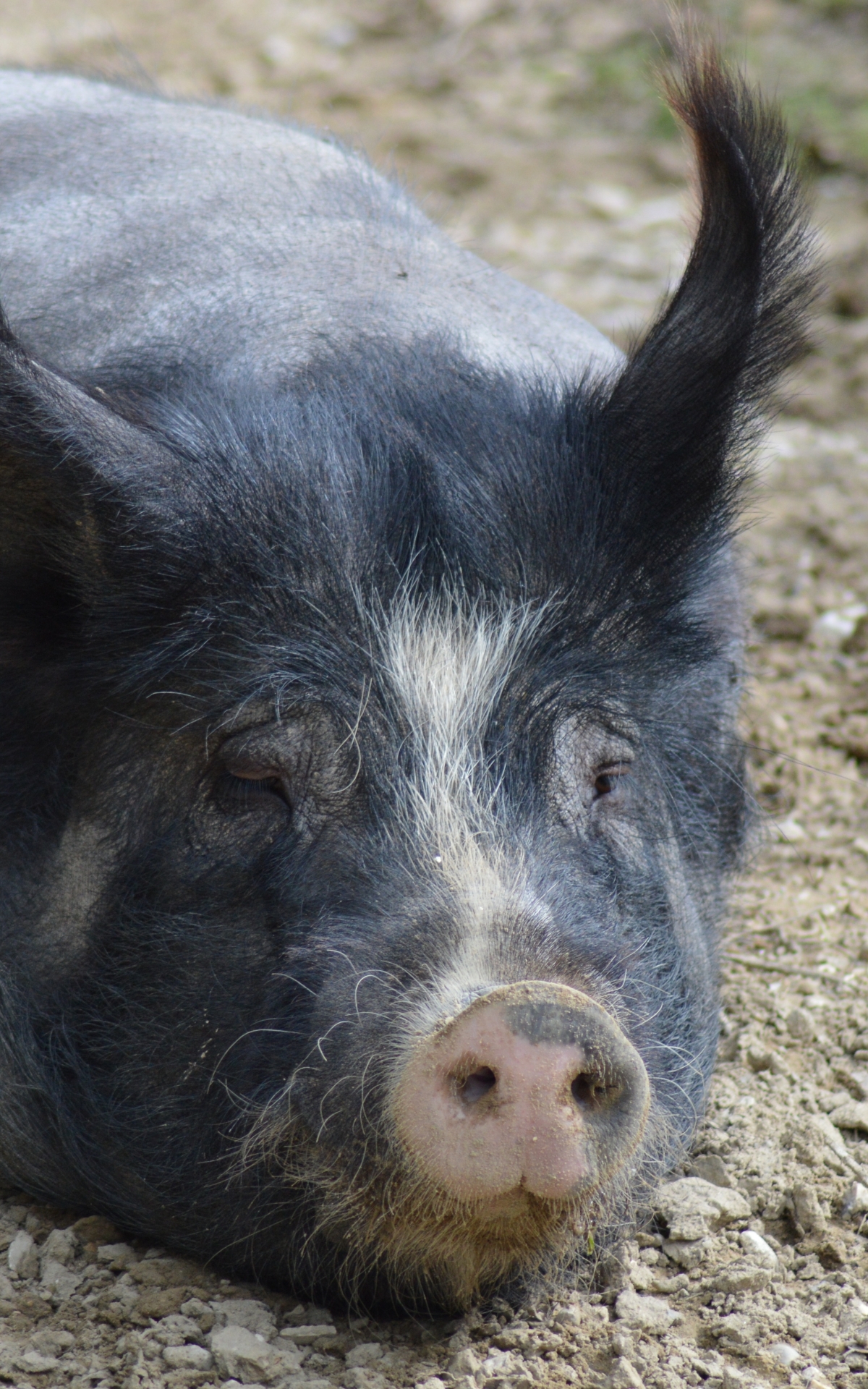 1200x1920 pig, muzzle, mud 1200x1920 Resolution Wallpaper, HD Animals ...