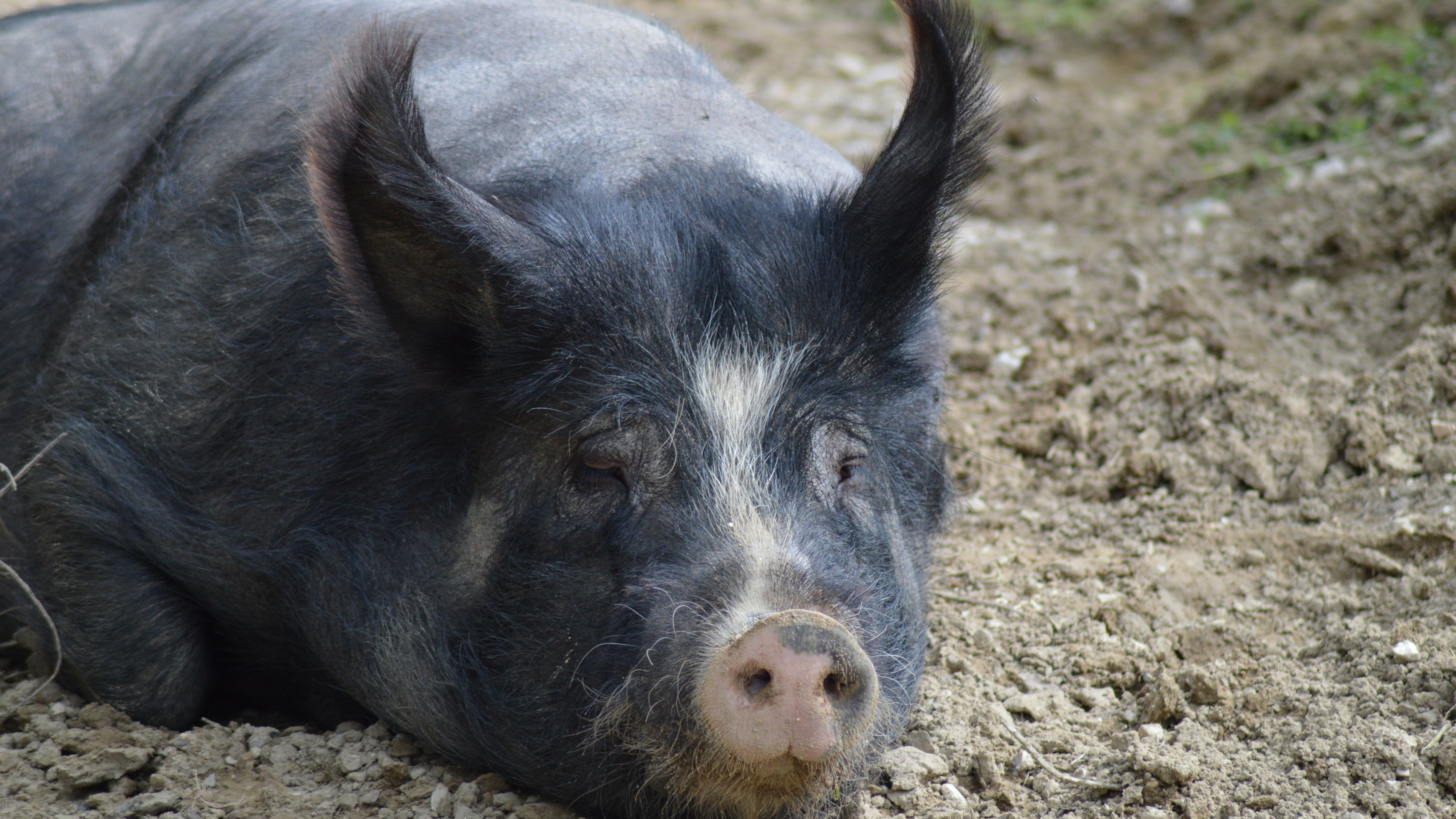 5120x2879 Resolution pig, muzzle, mud 5120x2879 Resolution Wallpaper ...