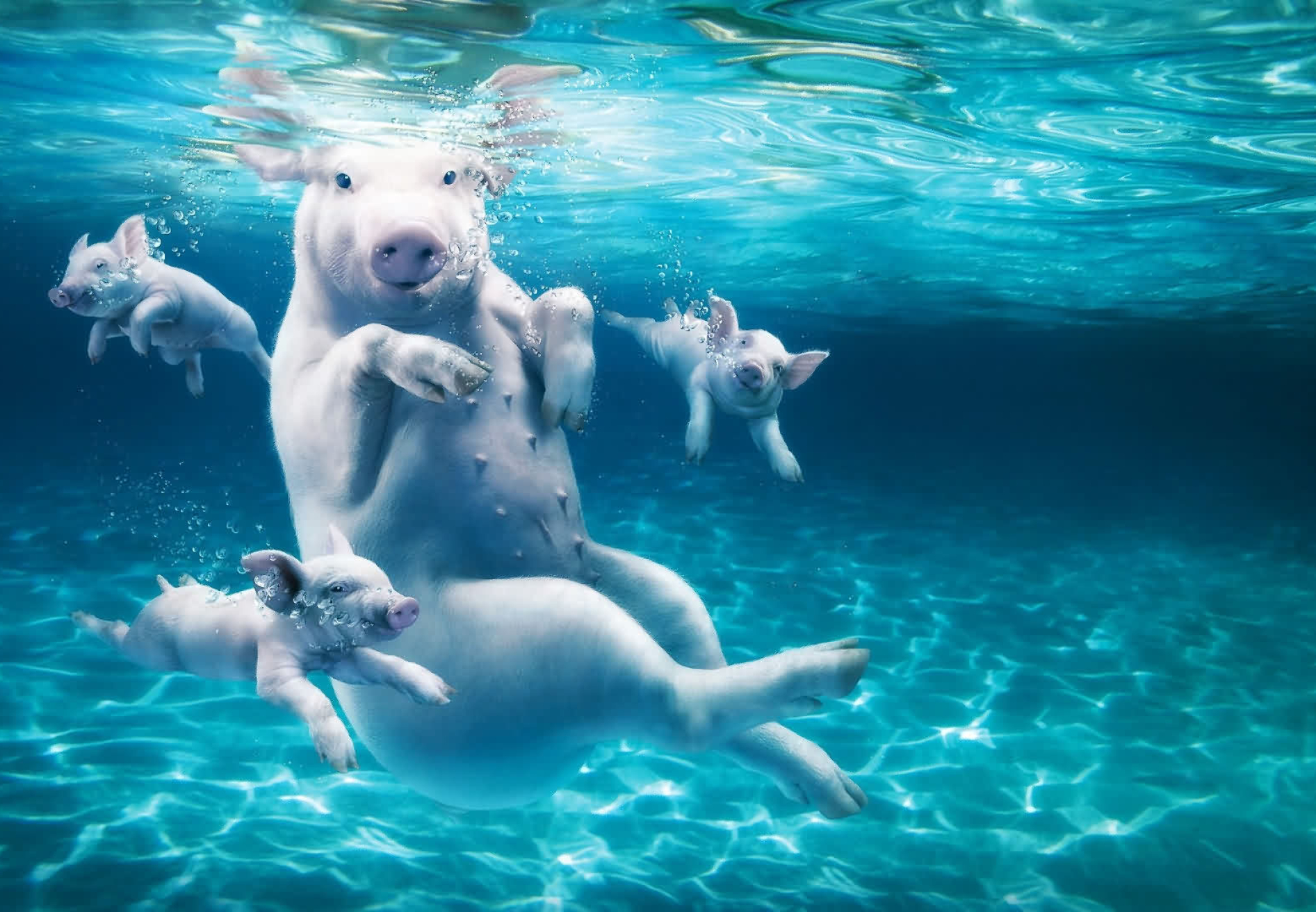 1893x1313 Resolution pig, water, dive 1893x1313 Resolution Wallpaper ...
