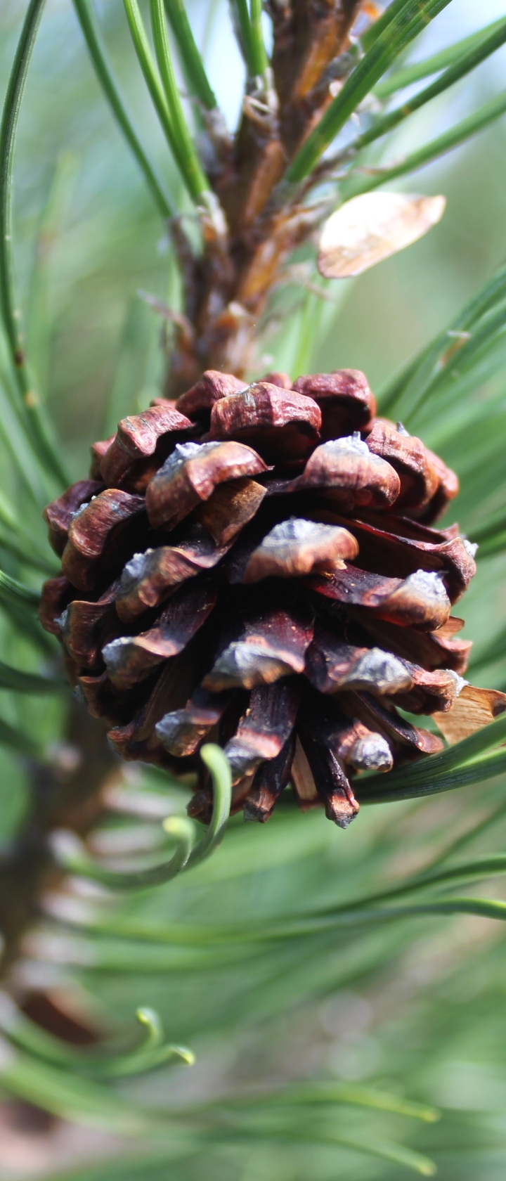 720x1680 Resolution pine cone, pine, branch 720x1680 Resolution ...