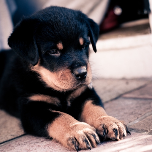 512x512 Resolution puppy, rottweiler, dog 512x512 Resolution Wallpaper ...