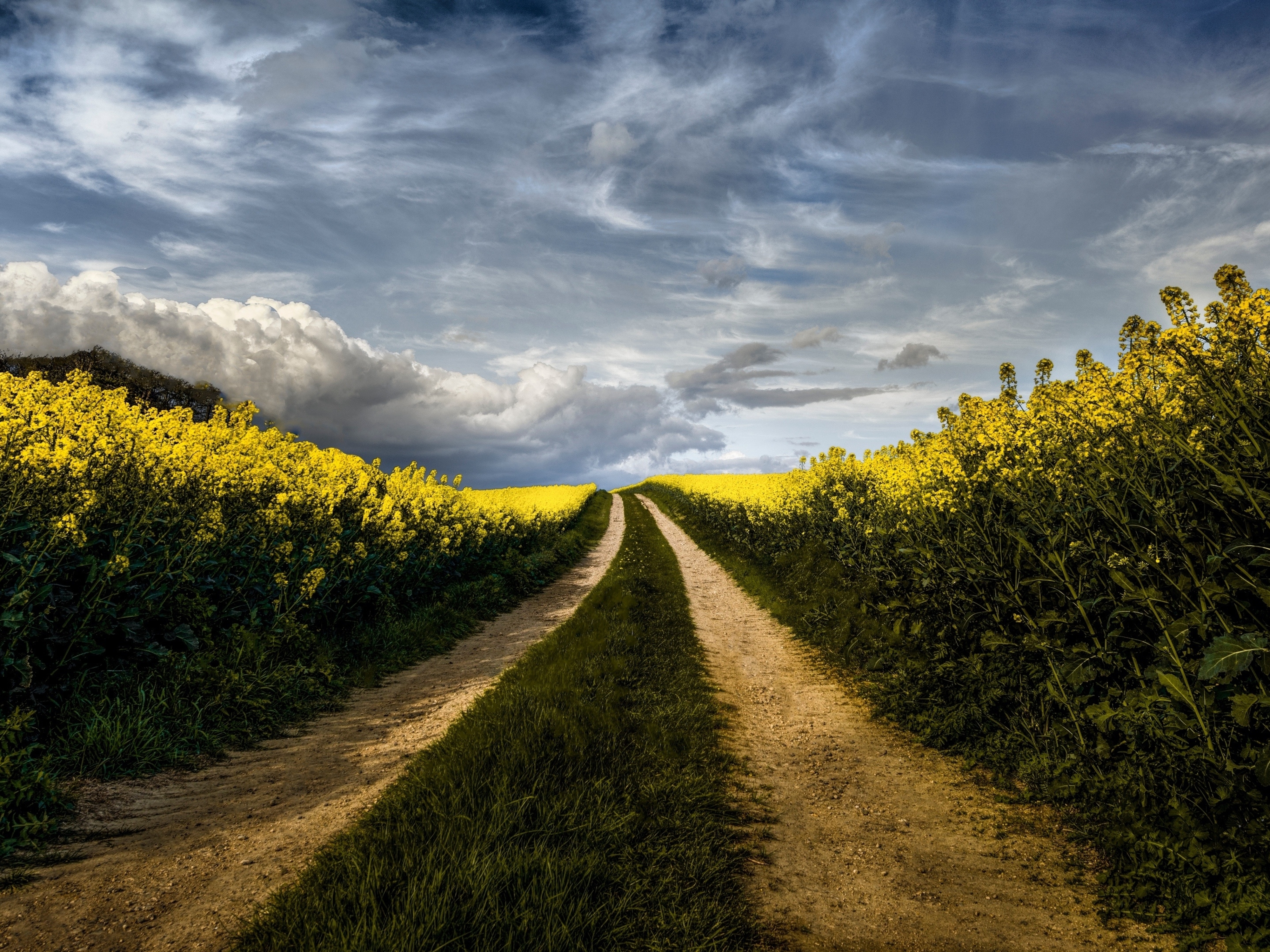 4000x3000 Resolution Rapeseed 4K Nature Cloudy 4000x3000 Resolution ...