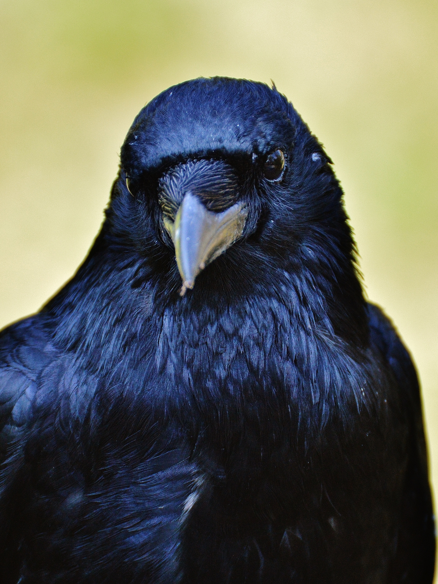 1536x2048 Resolution raven, bird, beak 1536x2048 Resolution Wallpaper ...