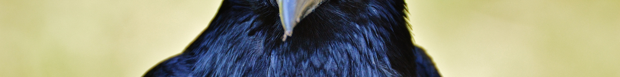 2000x250 Resolution raven, bird, beak 2000x250 Resolution Wallpaper ...