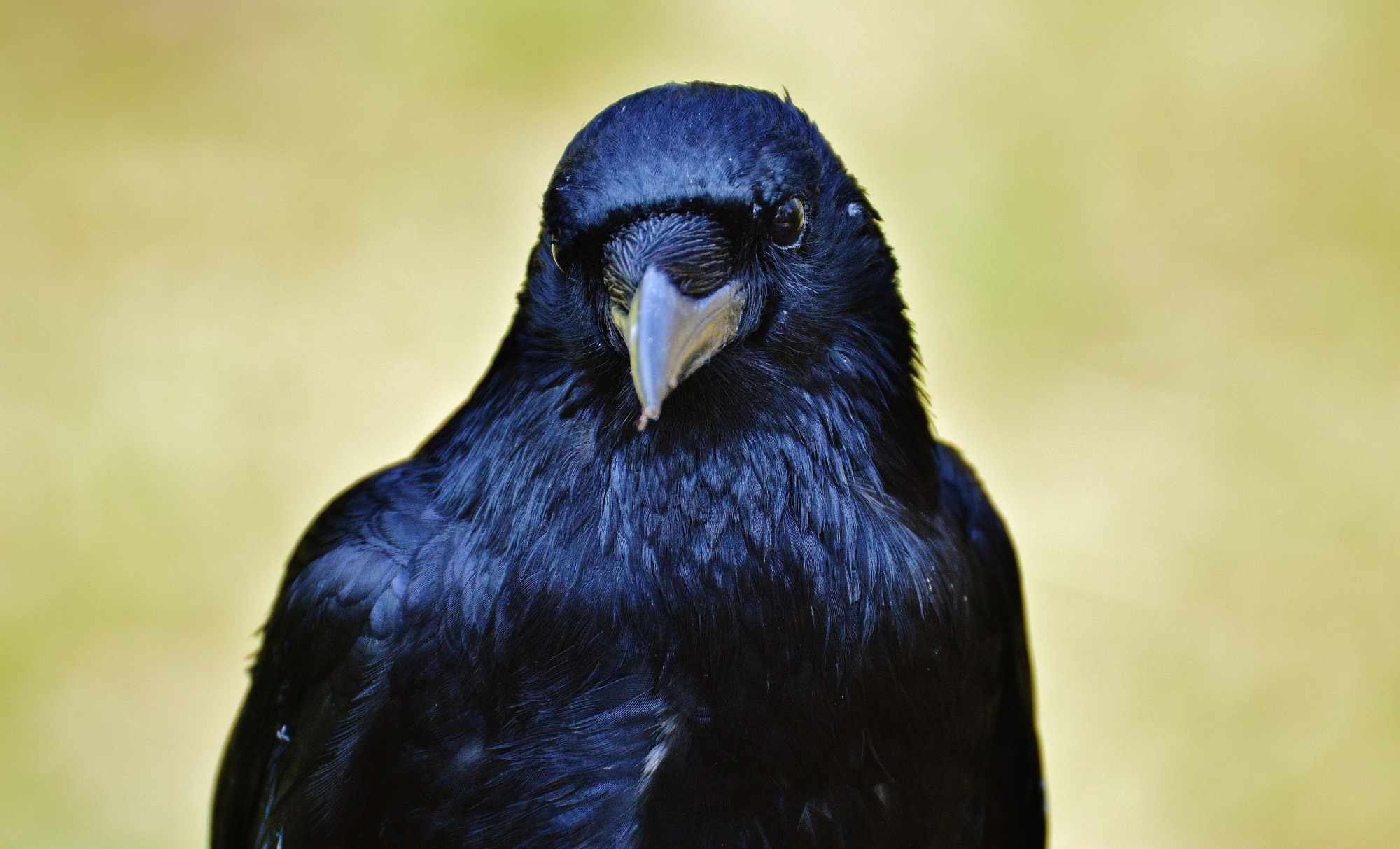 2000x1213 Resolution raven, bird, beak 2000x1213 Resolution Wallpaper ...
