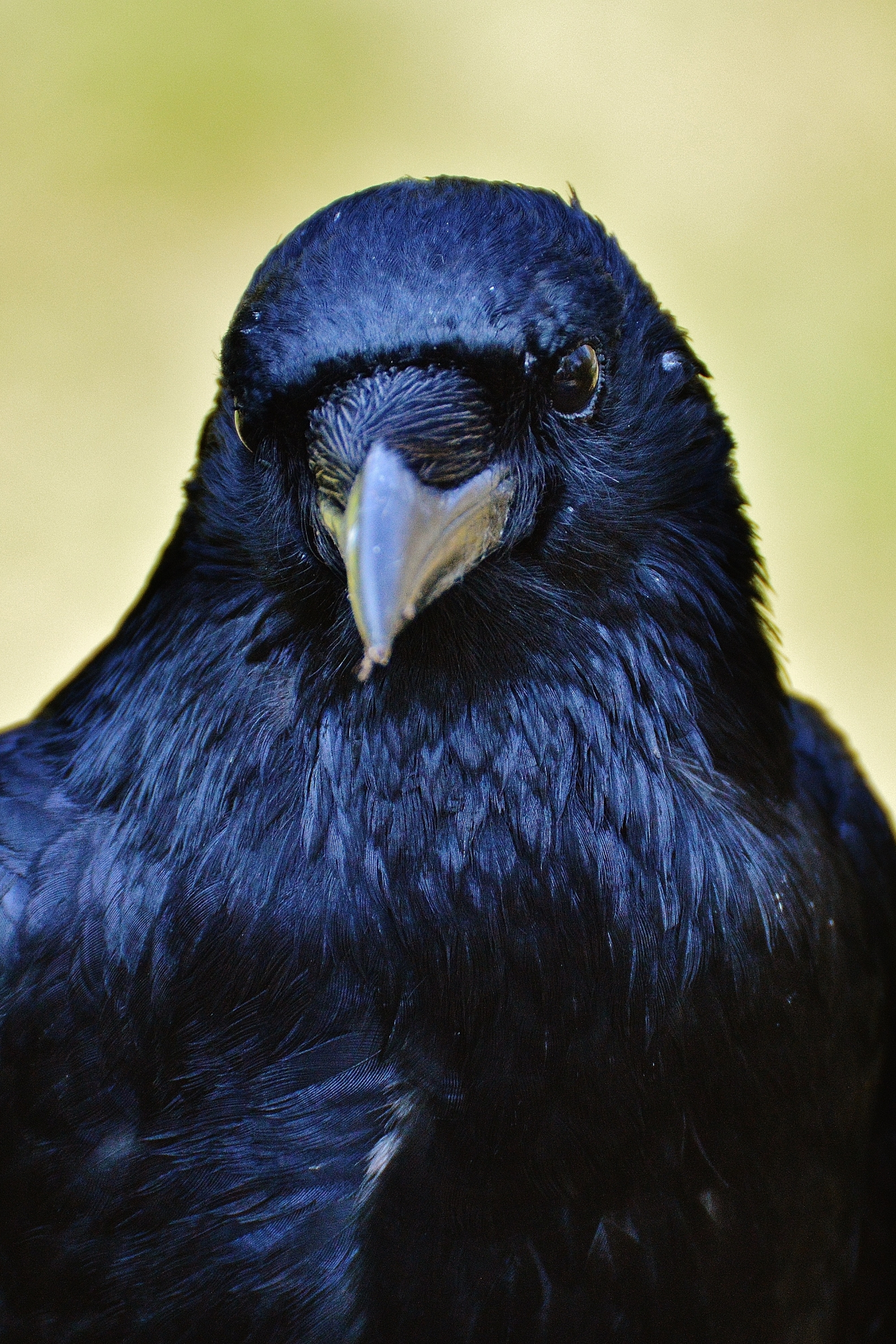 2000x3000 Resolution raven, bird, beak 2000x3000 Resolution Wallpaper ...