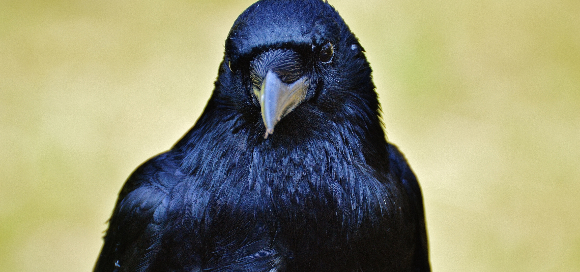 2300x1080 Resolution raven, bird, beak 2300x1080 Resolution Wallpaper ...