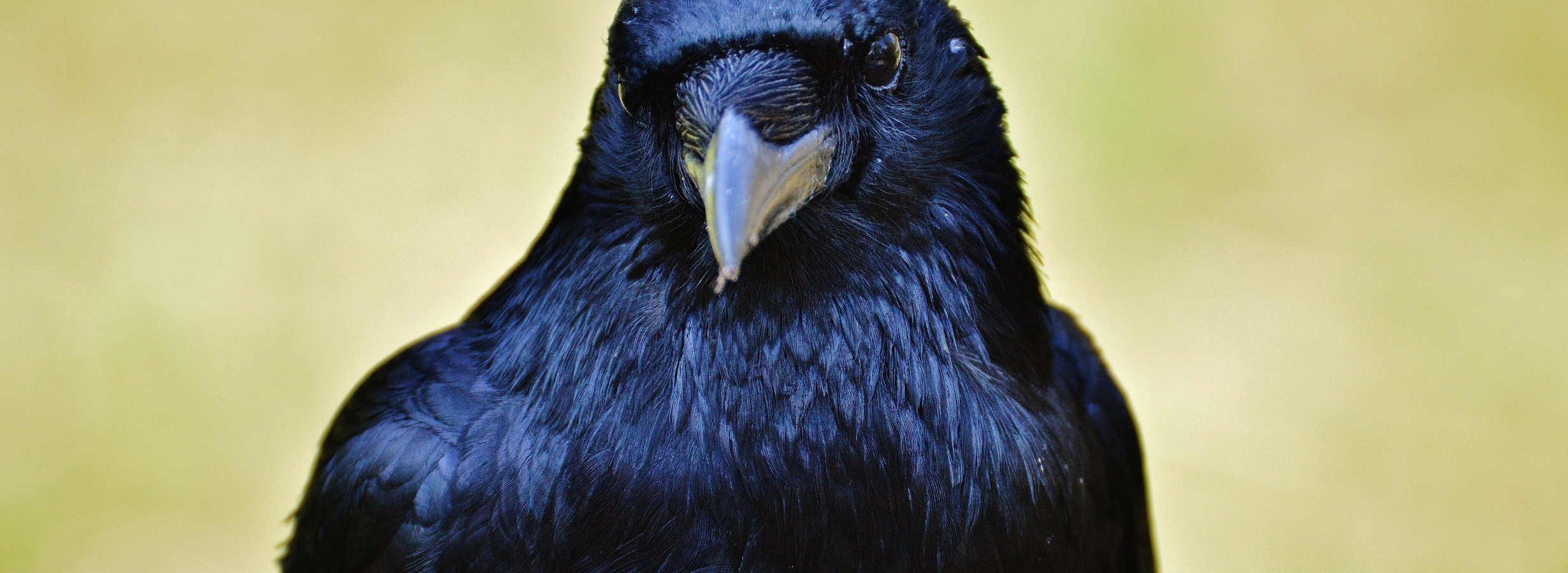 2460x900 Resolution raven, bird, beak 2460x900 Resolution Wallpaper ...