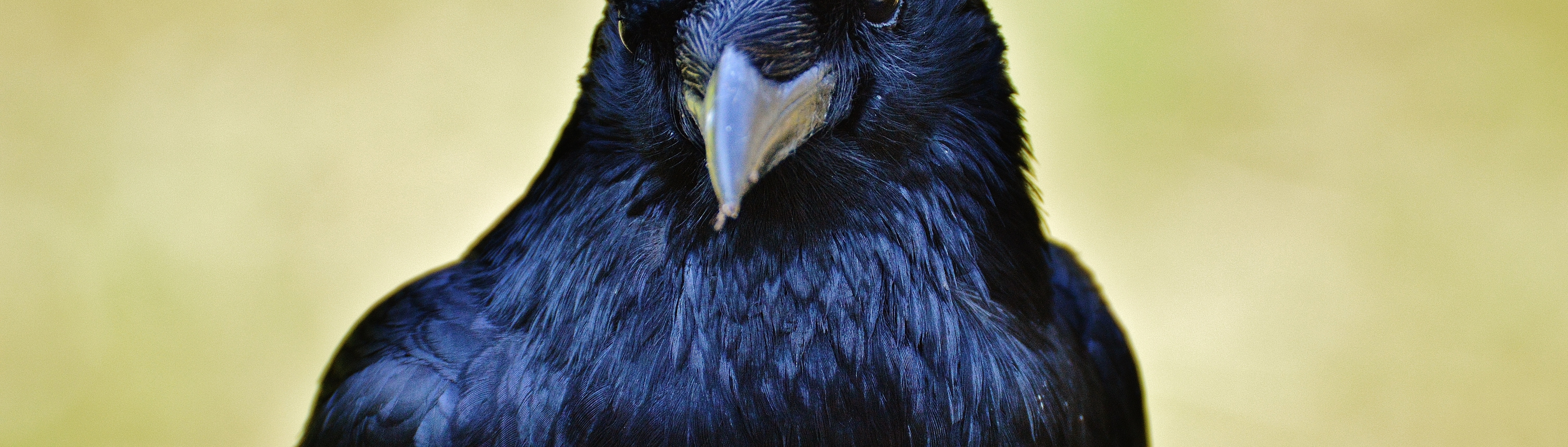 5120x1460 Resolution raven, bird, beak 5120x1460 Resolution Wallpaper ...